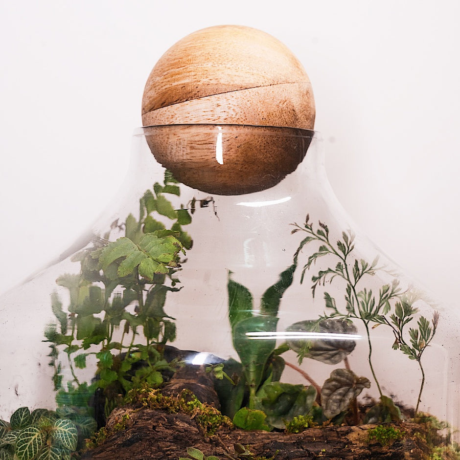 Closed Terrariums – bytheleaf