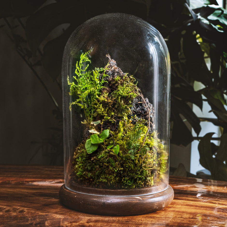 Closed Terrariums | Bring Nature Indoors with ByTheLeaf’s Terrariums ...