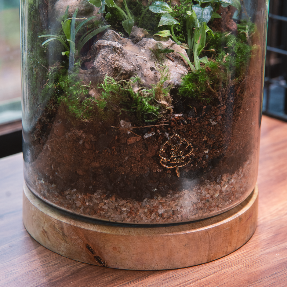 Closed Terrariums | Bring Nature Indoors with ByTheLeaf’s Terrariums ...